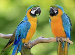 An insight into cites - GERMAN VETERINARY CLINIC