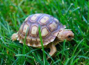 An insight into cites - GERMAN VETERINARY CLINIC