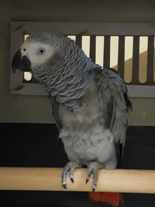 A Parrot’s Journey to Portugal | Pet Relocation & Vets in Abu Dhabi